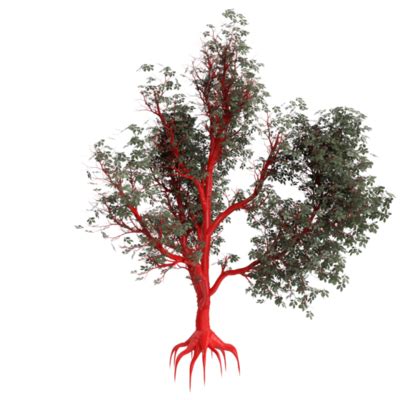 Tree Top View PNGs For Free Download