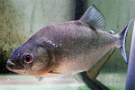 Serrasalmus Rhombeus Niger My Fish Aus Freude An Der Aquaristik