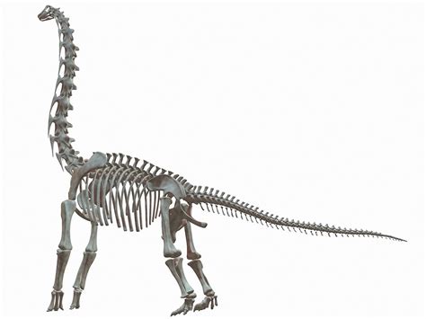 Brachiosaurus Skeleton 3d Model Turbosquid 1228817