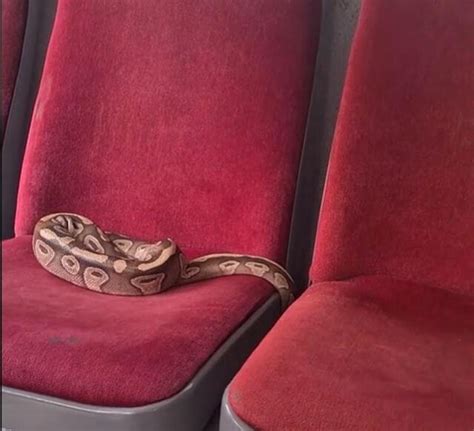 Il Oublie Son Python Dans Un Bus En Normandie
