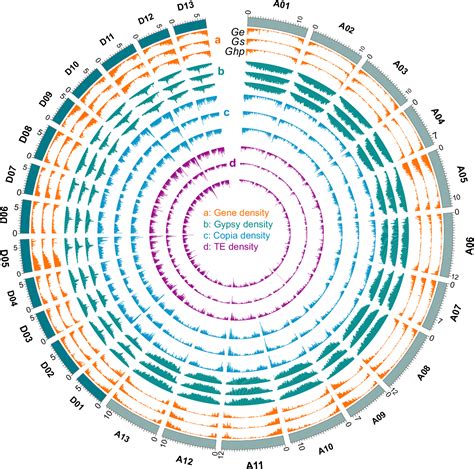 Figure 1 From Evolutionary Divergence Of Duplicated Genomes In Newly Described Allotetraploid