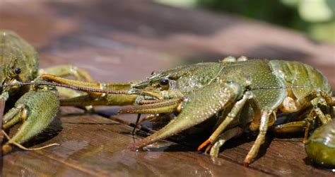 Green Crayfish Caught In The Lake On The Table Stock Footage Video Of