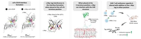 In Silico And In Vivo Analysis Reveal Impact Of C Myc Tag In Fmc63 Scfv