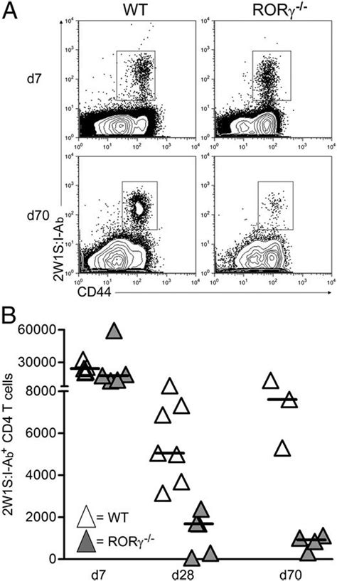 Cutting Edge Lymphoid Tissue Inducer Cells Maintain Memory Cd4 T Cells