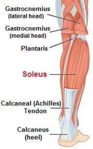 Soleus Muscleorigin Insertion Nerve Supply And Function