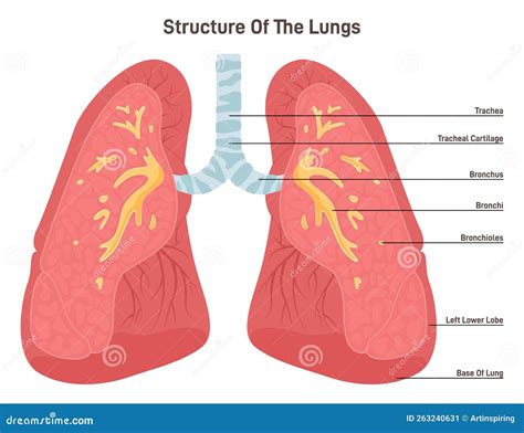 Lungs Anatomy Respiratory System Main Organ Structure Stock Vector