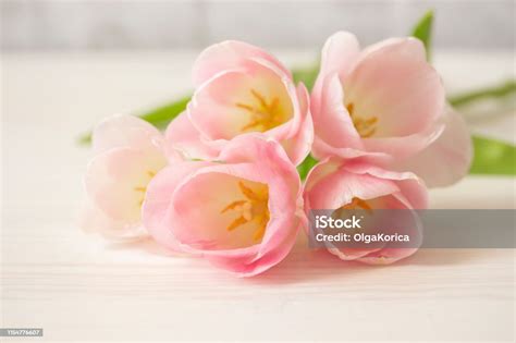 흰색 나무 테이블에 부드럽게 분홍색 튤립의 꽃다발 스타와 복숭아와 튤립 꽃의 얇은 꽃잎 분홍색 꽃의 그룹 엽서 배경 클로즈업 0명에 대한 스톡 사진 및 기타 이미지 Istock