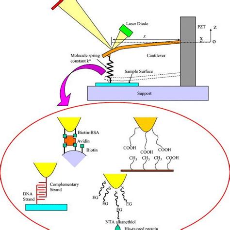 Pdf Revisiting Atomic Force Microscopy Force Spectroscopy Sensitivity