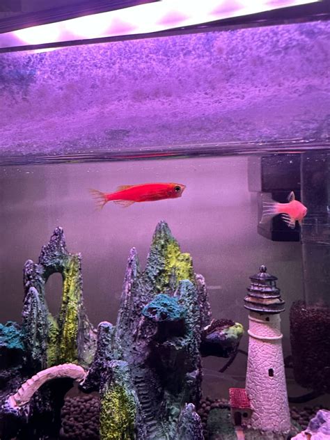 請益 斑馬魚的嘴巴不見了嗎 水族板 Dcard