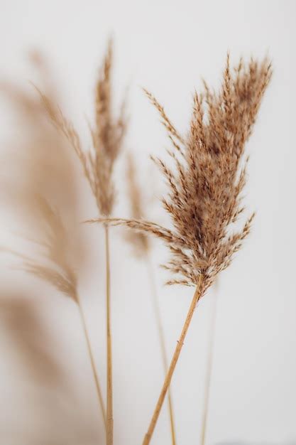 Premium Photo Dry Grass At Sunset On White Background