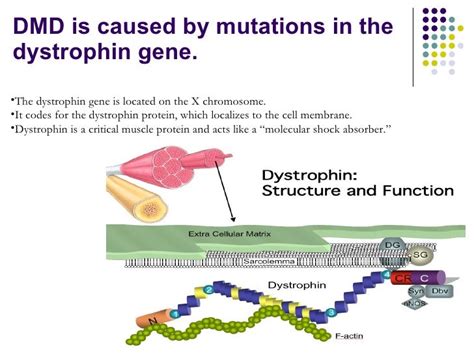 Towards Gene Therapy For Duchenne Muscular Dystrophy Heart Disease