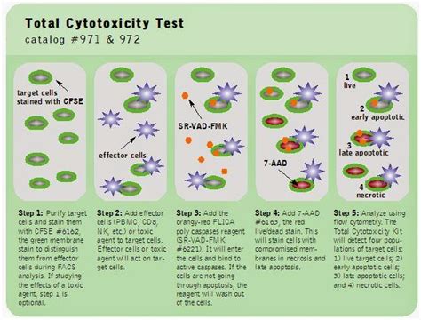Research And Statistics Cytotoxicity Testing