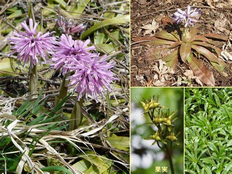 野山の草花木々の花植物検索図鑑 ショウジョウバカマ