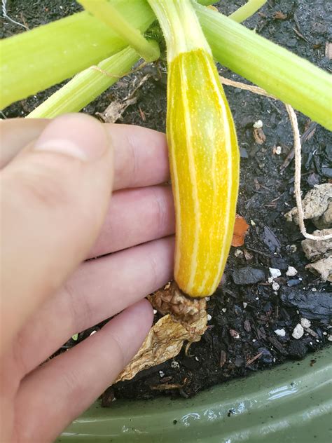Zucchini Turning Yellow On Ends At Keith Turner Blog