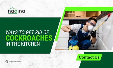 How To Get Rid Of Cockroaches In The Kitchen Permanently Dubai Uae