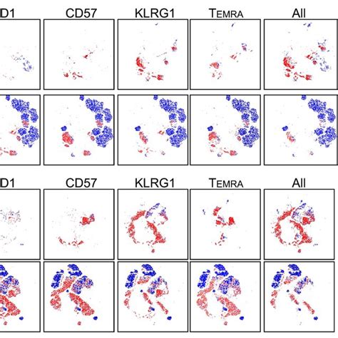 Cd8 T Cells With High Fsa‐ßgal Signal Intensities Are Phenotypically Download Scientific