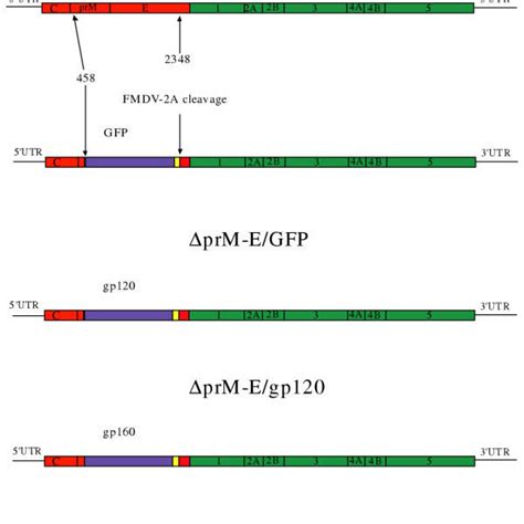 Construction Of Wild Type Dengue Virus And Dengue Virus Replicon