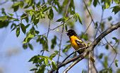 Free Picture Bird Adult Male Baltimore Oriole