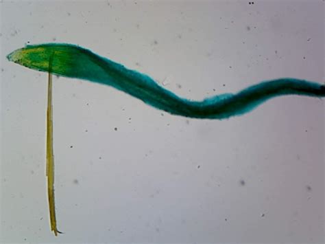 Raphanus Root Tip Microscope Slide Amazon In Industrial Scientific