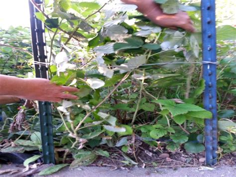 Diy Raspberry Trellis