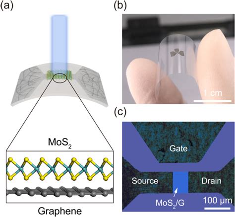 Structure Of The Flexible Mos2g Photodetector A Schematic