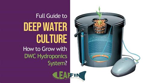 Full Guide To Getting Started With Deep Water Culture Hydroponics In