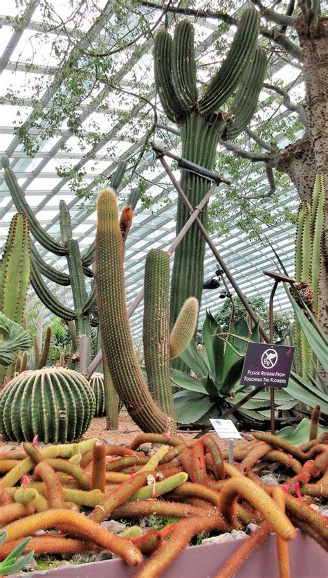 Singapore Gardens By The Bay Flower Dome Cacti Flickr
