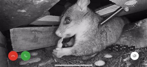 Possum Removal Sydney Sydney Pest Control O L Pest Control