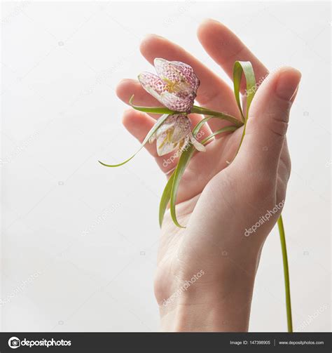 Hand Holding Flowers Meaning At Darcy Ryan Blog