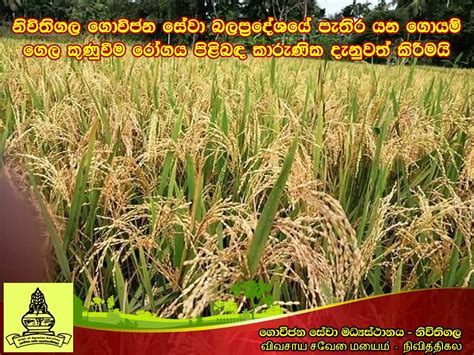 Agrarian Service Center Nivithigala Home Facebook