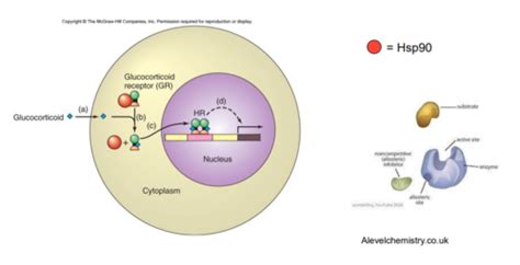 Basics Of Cell Signaling And GPCR Pathways Flashcards Quizlet