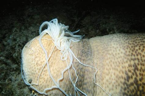 Sea Cucumber Attack