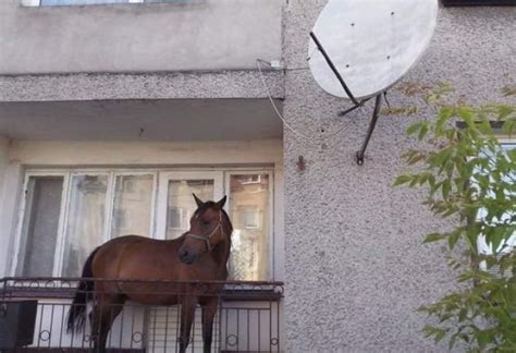 Nobody Absolutely Nobody Gypsies 9gag