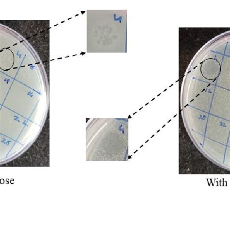u1g phage uses ompc as the host receptor for phage entry as predicted download scientific