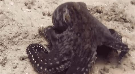 Decoding Octopus Survival Strategies Masters Of Adaptation Seafood Peddler