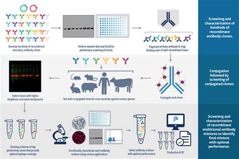 Multi Rab Recombinant Secondary Antibodies