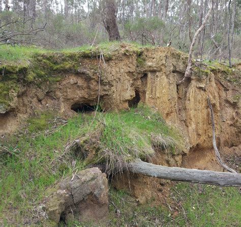 I Think I Need Help From A Soil Scientist