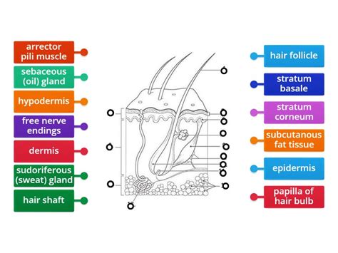 Cross Section Of Skin Diagram Labelled Diagram