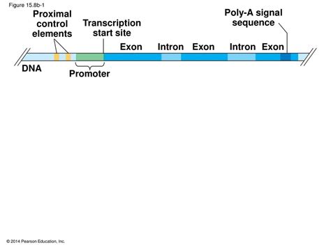 regulation of gene expression ppt download
