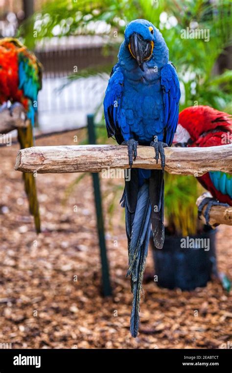 Hyacinth Macaw Size Comparison