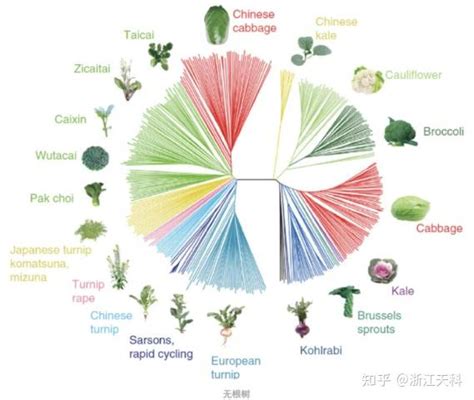 手把手教你看懂基因的聚类分析溯源 进化树分析 知乎