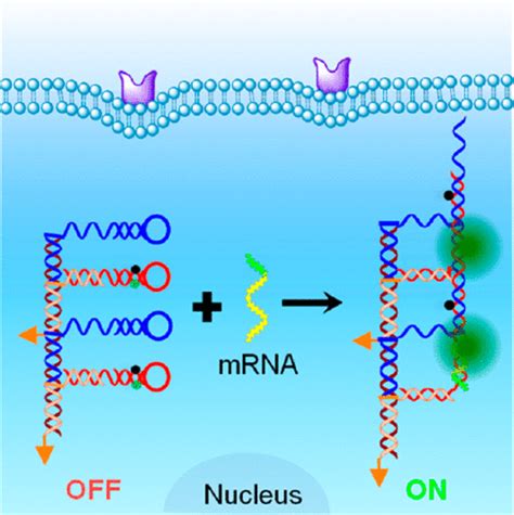 A Responsive Nano String Light” For Highly Efficient Mrna Imaging In Living Cells Via