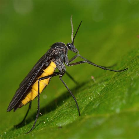 Fungus Gnat