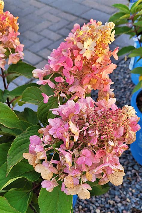 Candelabra Hydrangea Hydrangea Paniculata Hpopr013 In Paris