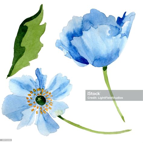 블루 양 귀 비 꽃 식물 꽃입니다 수채화 배경 그림 설정 합니다 고립 된 양 귀 비 그림 요소입니다 그리기에 대한 스톡 벡터 아트 및 기타 이미지 Istock