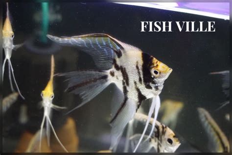 เสน่ห์ของปลาเทวดา อยู่ที่ลวดลายเฉพาะที่ไม่เหมือนกันในแต่ละตัว แต่ยังคงแฝงถึงความสง่าไปพร้อมกับ