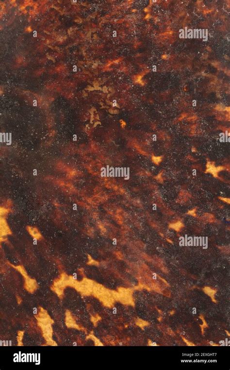 Turtle Shell Texture For Backgrounds Stock Photo Alamy