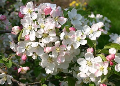 8 ადვილად მოსავლელი მცენარე ცოცხალი ღობისთვის რომელთაც დაავადება არასოდეს შეეყრება სასარგებლო