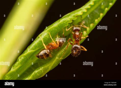 Two Crazy Ants Nylanderia Flavipes Tend Aphids In A Curled Leaf Stock