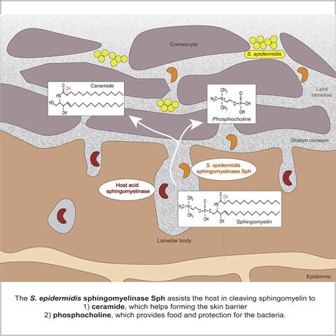 Staphylococcus Epidermidis Face